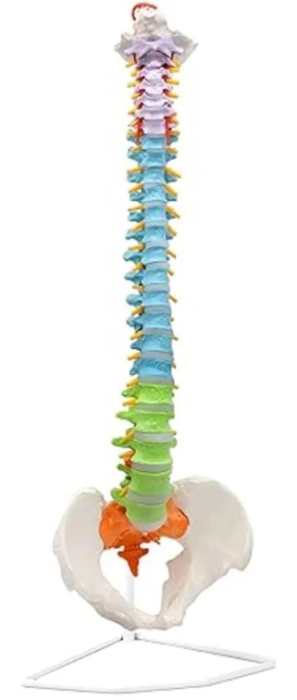 Anatomical Model Didactic Flexible Vertebral Column With Pelvis + Stand