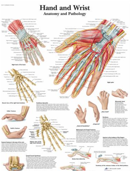 Hand and Wrist Chart